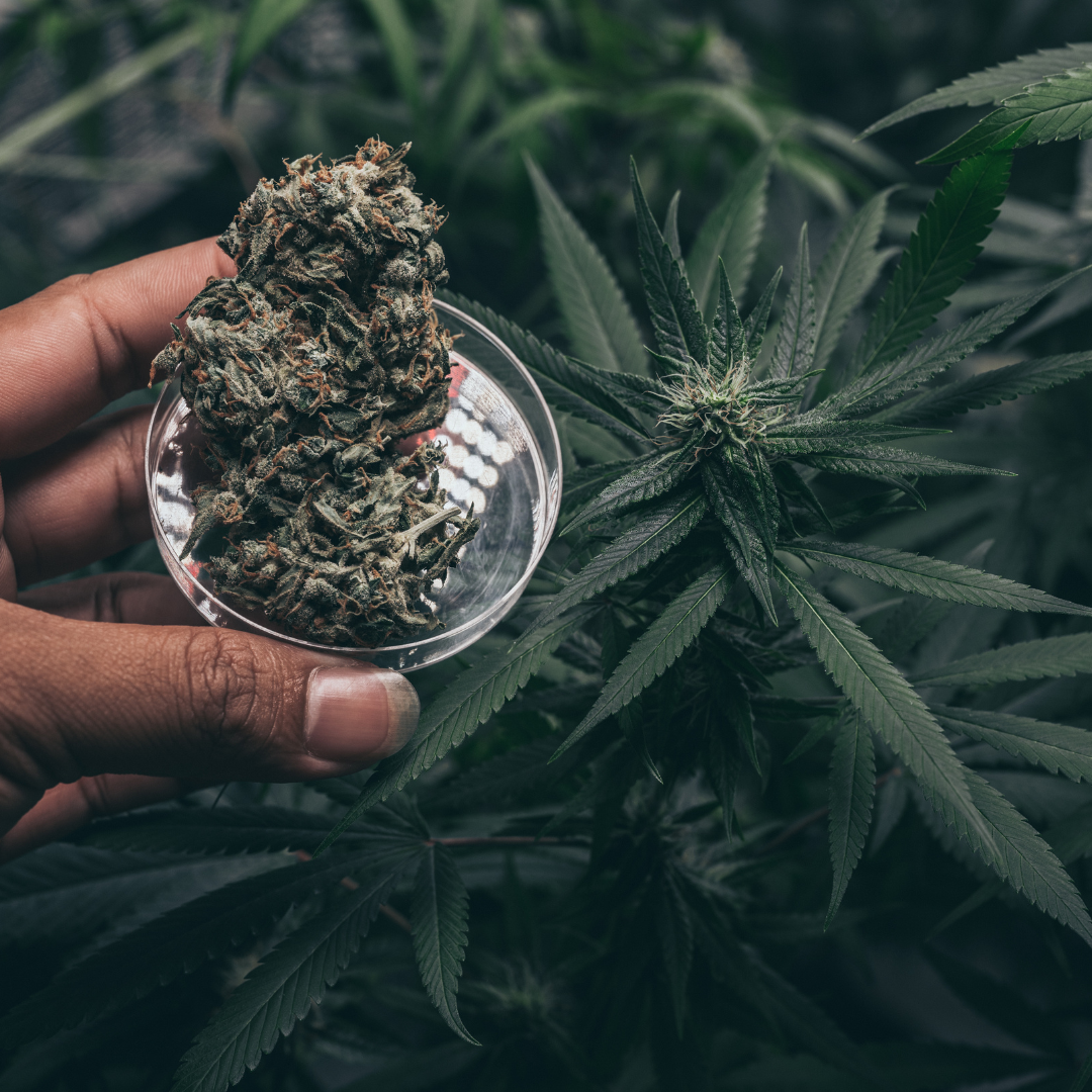 Shop the Pineapple Express Strain | Flore Dispensary